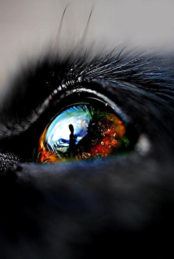 Dog Eye Macro Photography