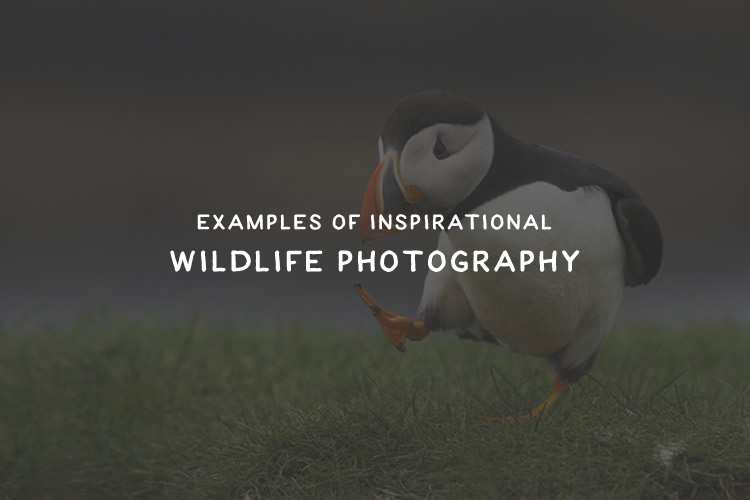 30 Examples of Inspirational Wildlife Photography