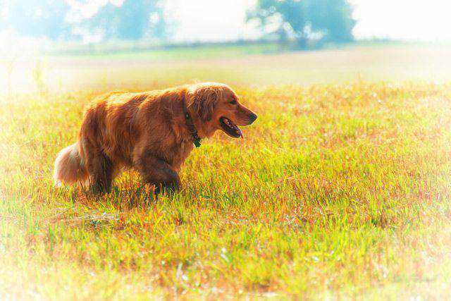 20 Fine Examples of Backlit Photography