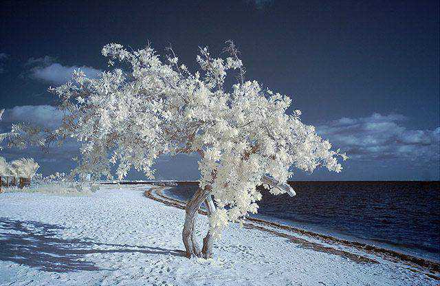 30 Beautiful Examples of Infrared Photography