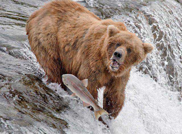 30 Examples of Inspirational Wildlife Photography